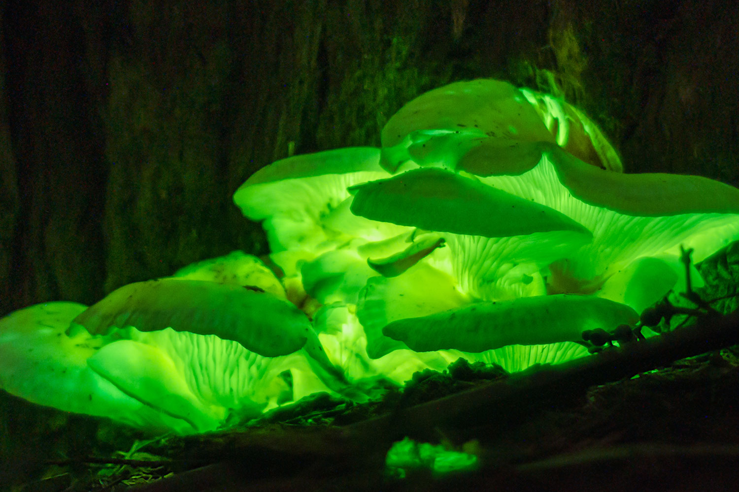 Glow Worm Tours Blue Mountains - Tours